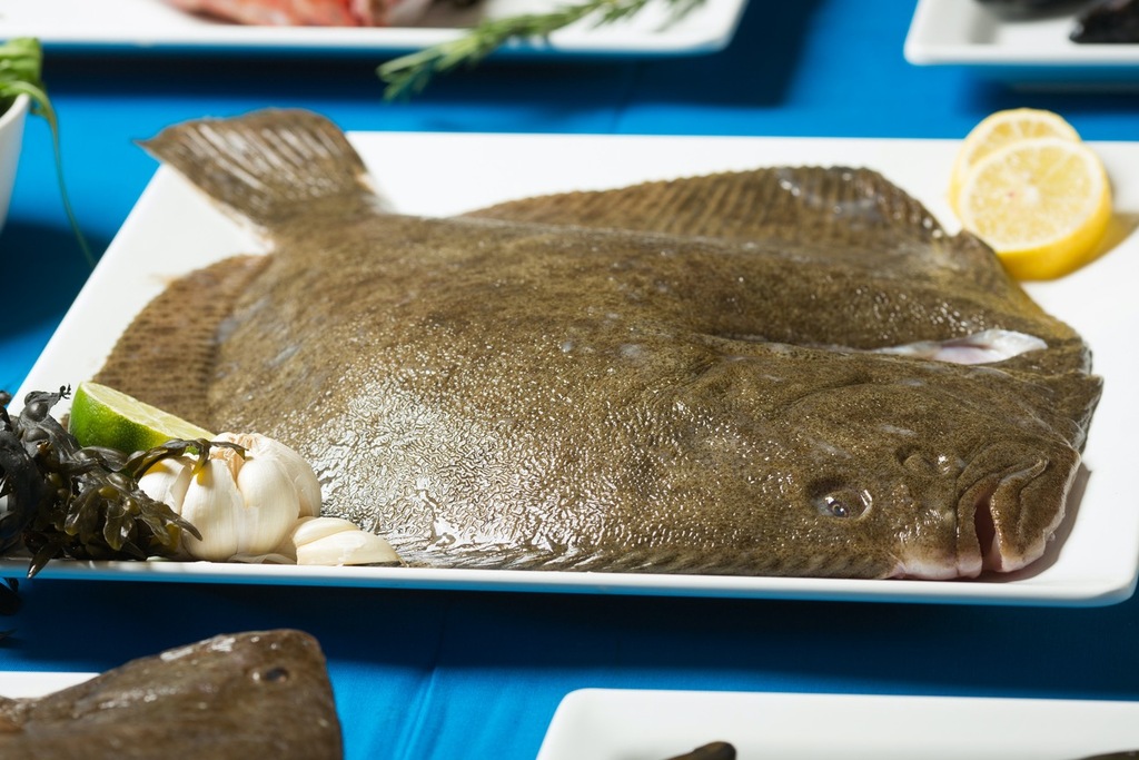 tarbot - Vishandel De Graaf - Roos & Zn