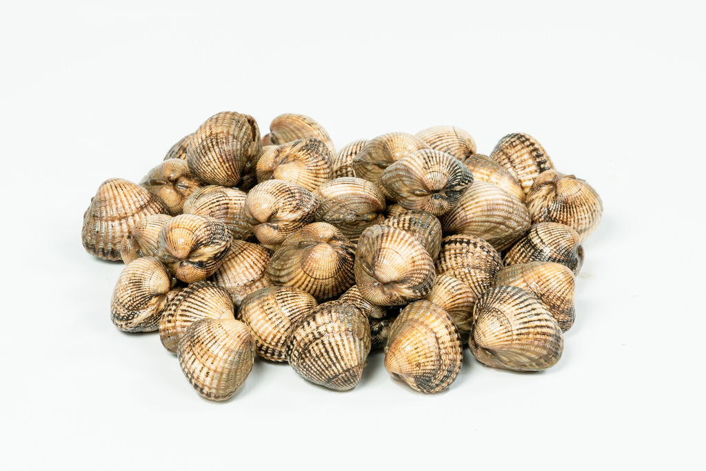 Kokkels - Heeren van de Zee