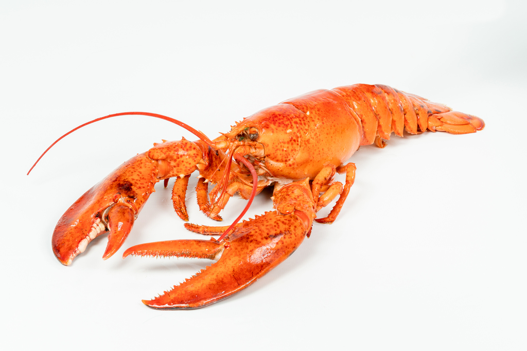 Kreeft gekookt en gekraakt 500/600gr - Vishandel Noordzee