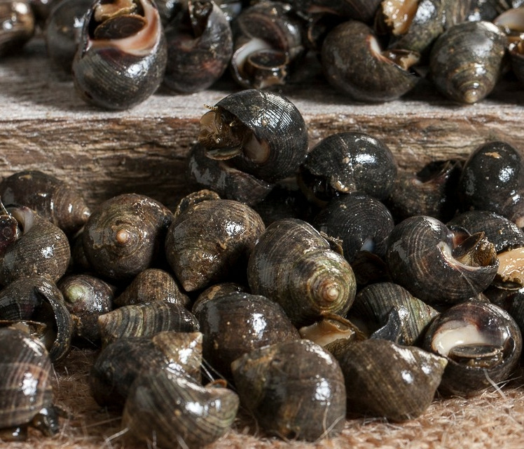 gekookte kreukels 0.25 kg - Vishandel Noordzee