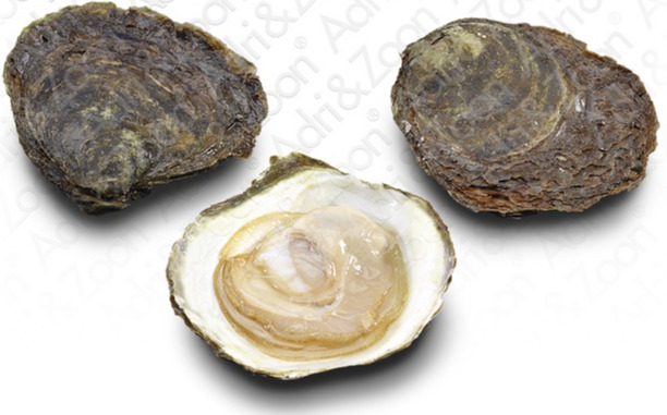 Zeeuwse platte oester (bio) - Vishandel Noordzee